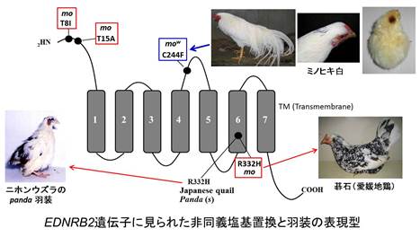 ニワトリの碁石と新規の白色羽装突然変異体の原因遺伝子がエンドセリン受容体B2遺伝子（ENDRB2）であり、塩基置換の違いによって異なる表現型が ...